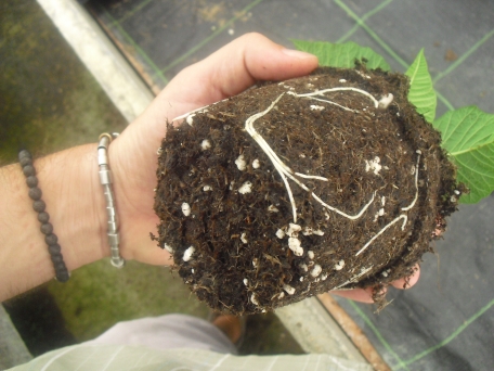 PINDSTRUP PRESENTA EN IBERFLORA SU SUSTRATO CON FOREST GOLD - IBERFLORA