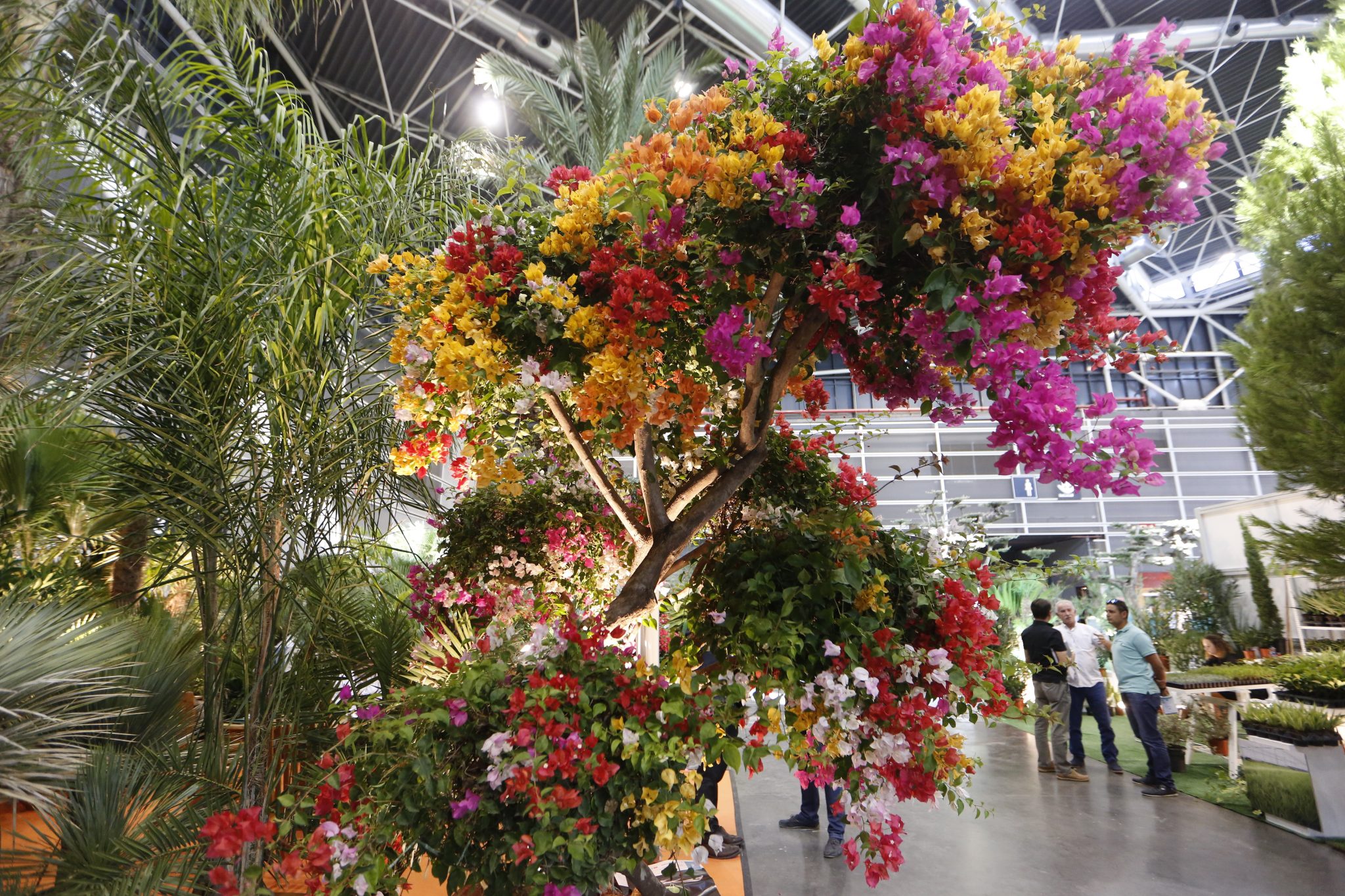 Iberflora crece en su edición ‘New Generation’: un 18% más de ...